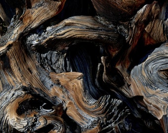 Bristlecone Pine. Pinus Aristata. Natural Dwarf. Young Tree Ready for ...