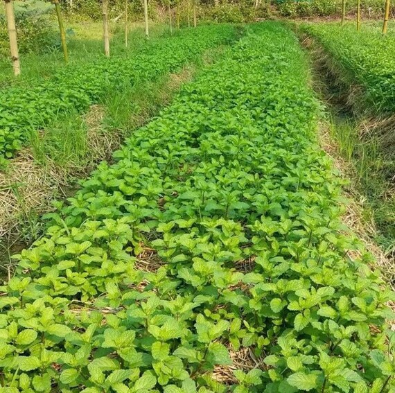 Nchanwu, Alulu Isu, Efirin, Scent Leaf, African Mint Seeds (100+ Seeds ...