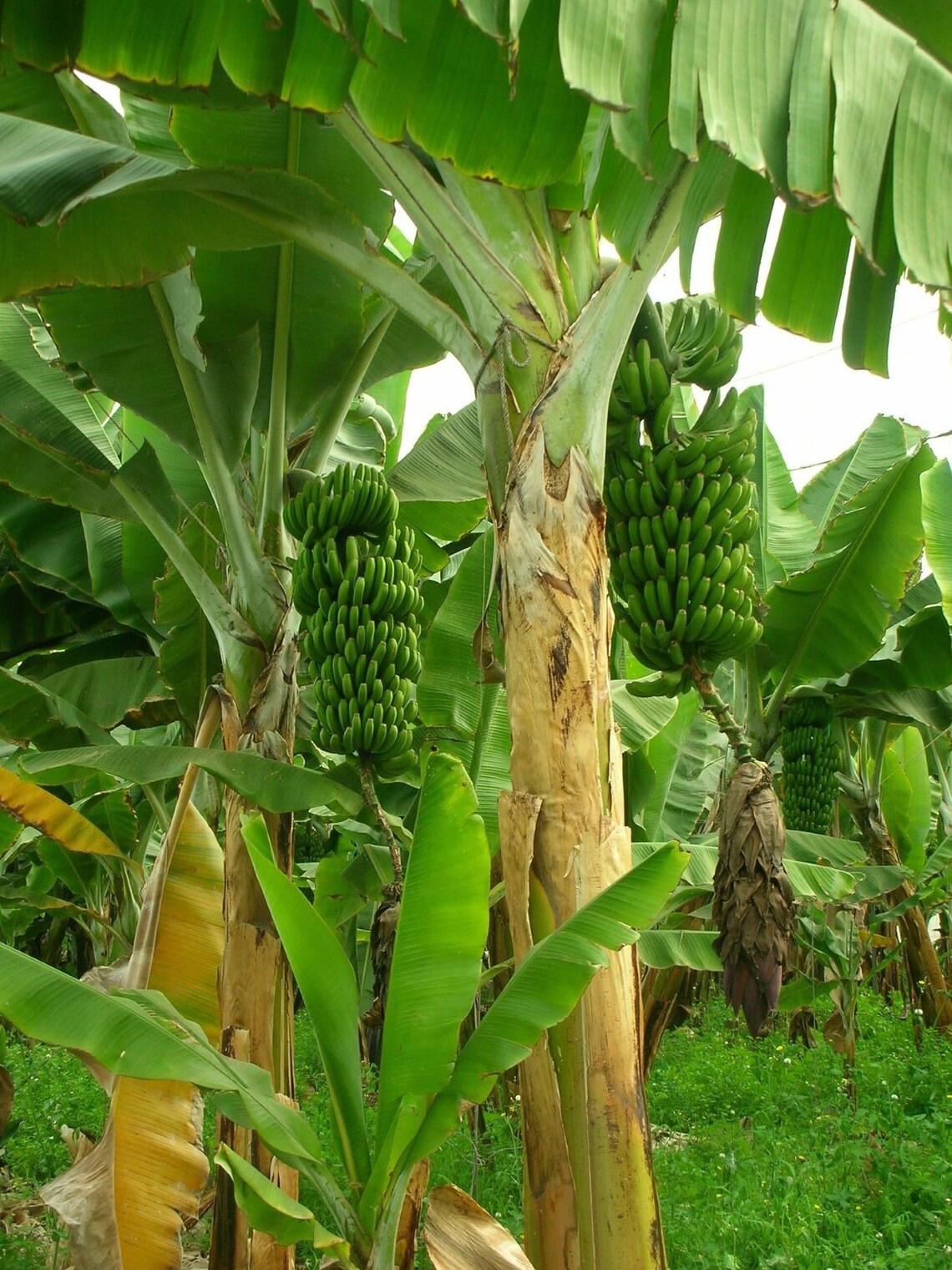 Grand Nain 'naine' Banana Tree (2yrs Old) - Etsy