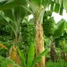 Grand Nain 'naine' Banana Tree (2yrs Old) - Etsy