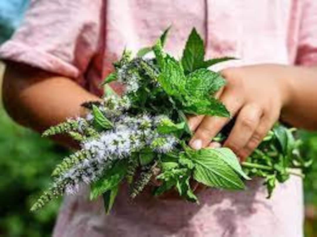 Nchanwu, Alulu Isu, Efirin, Scent Leaf, African Mint Seeds (100+ Seeds ...