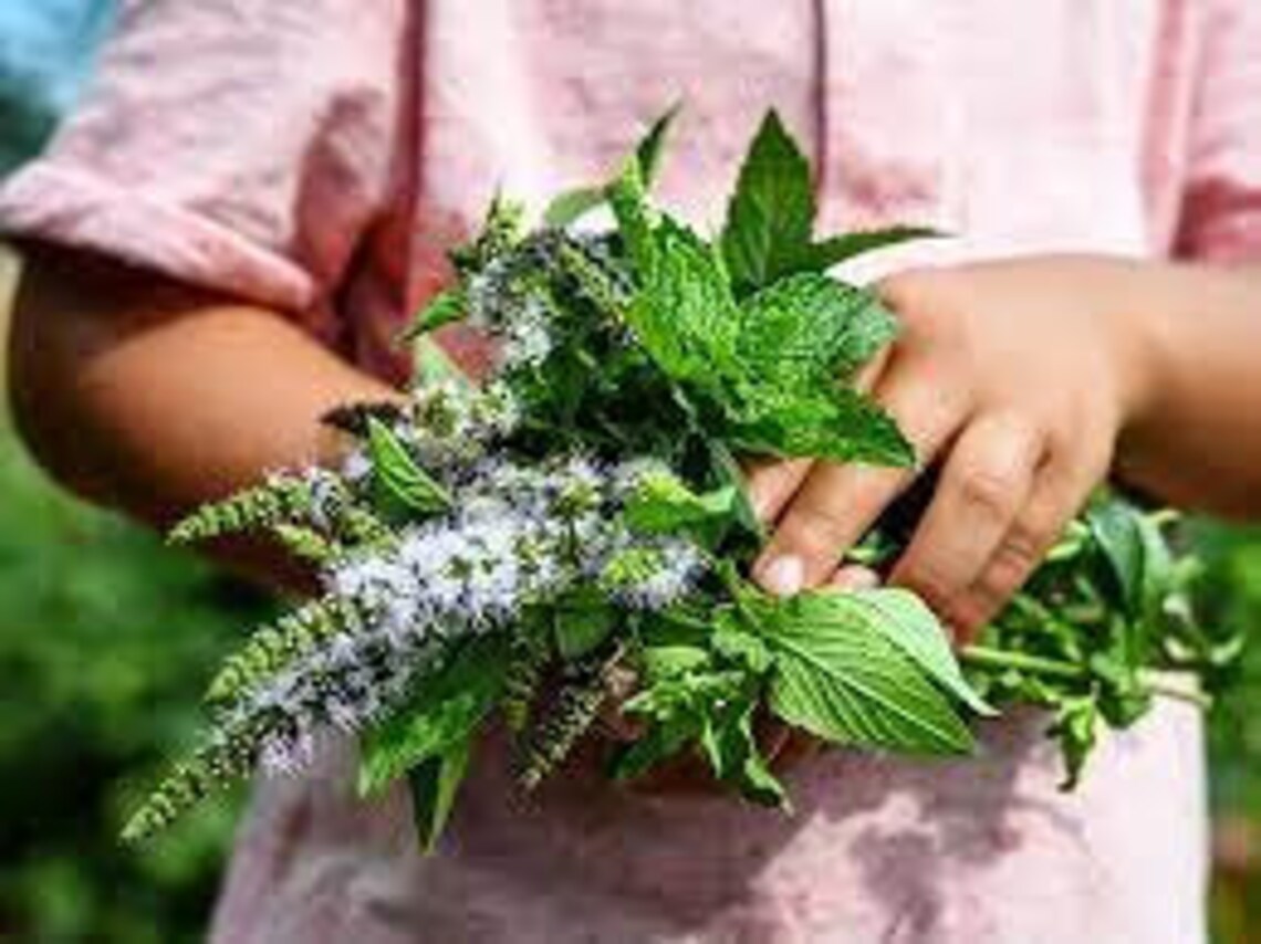 Nchanwu, Alulu Isu, Efirin, Scent Leaf, African Mint Seeds (100+ Seeds ...