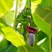 Grand Nain 'naine' Banana Tree (2yrs Old) - Etsy