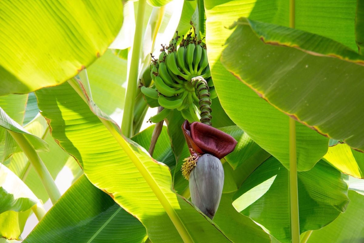 Grand Nain 'naine' Banana Tree (2yrs Old) - Etsy