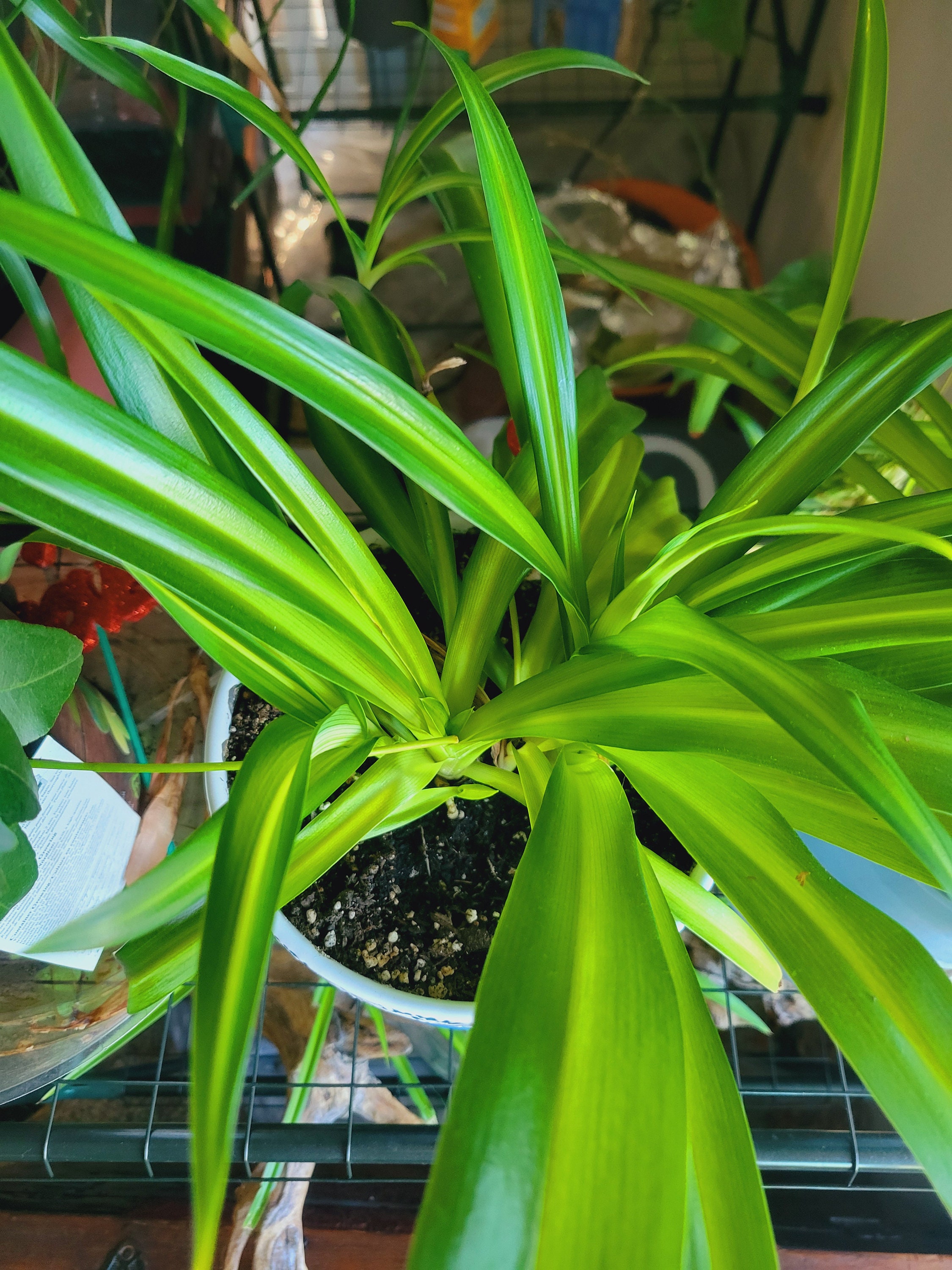 Hawaiian Spider Plant - Etsy