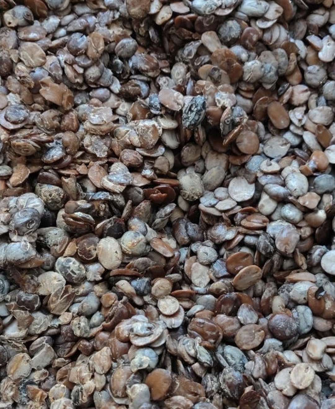 Fresh Iru / Locust Beans/ Dawadawa / Wet Iru - Etsy