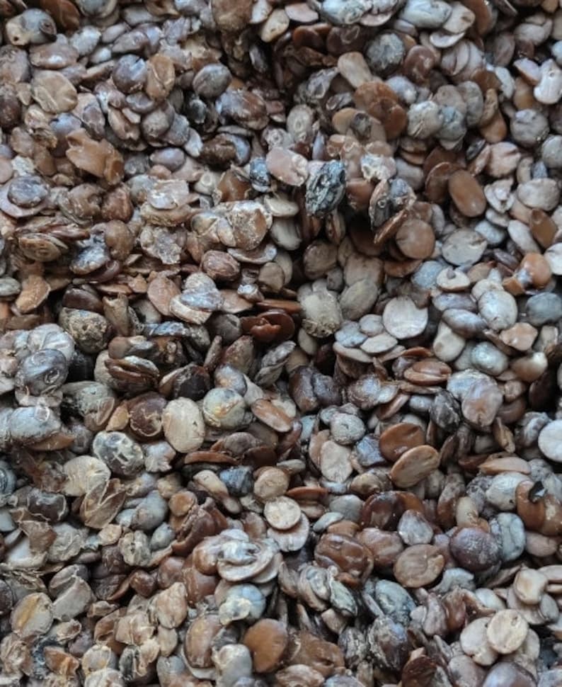 Fresh Iru / Locust Beans/ Dawadawa / Wet Iru - Etsy