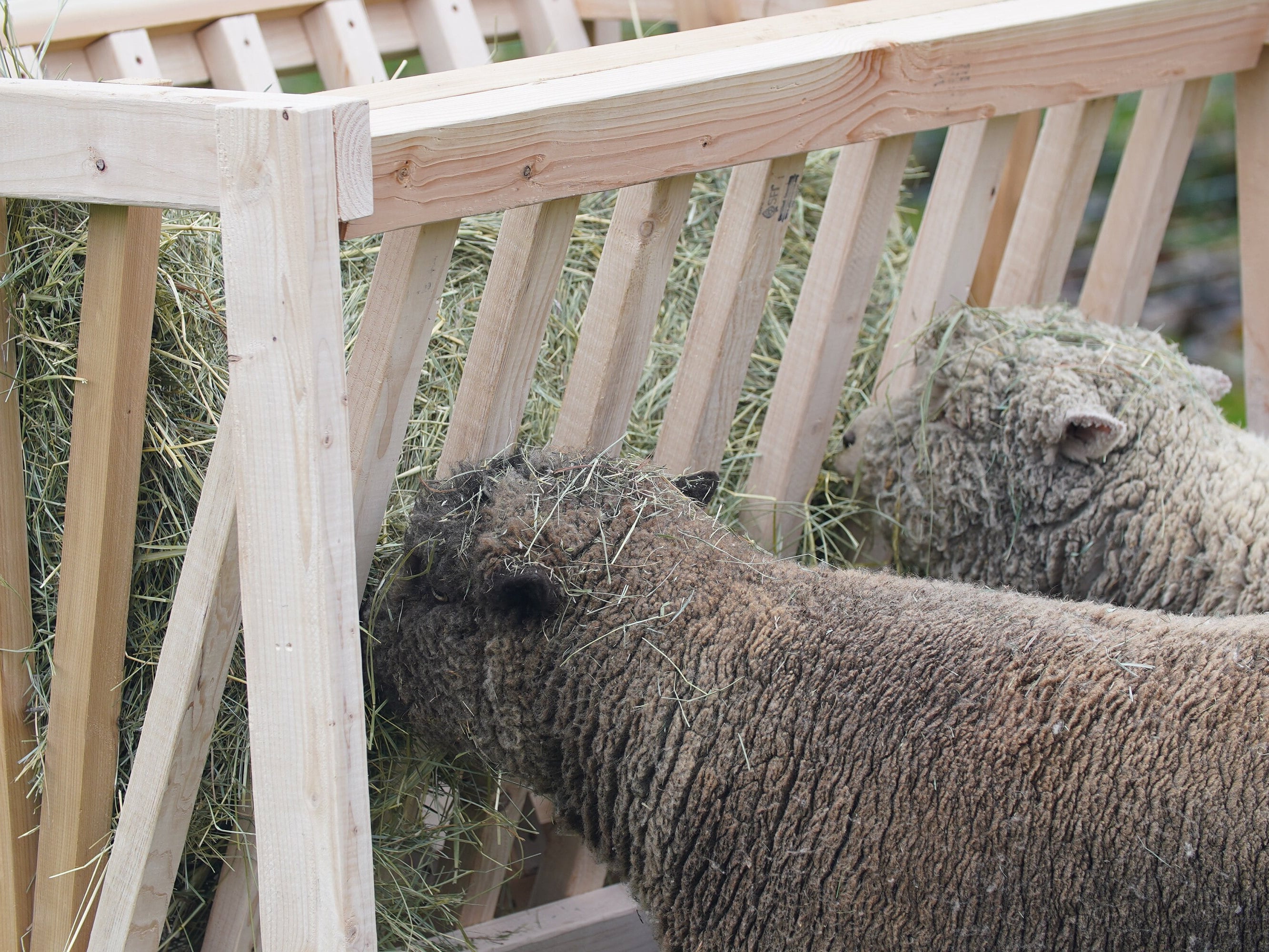 Goat & Sheep Hay Feeder Plan - Etsy