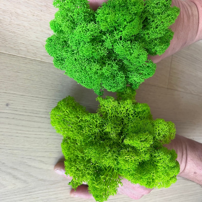 Preserved Lichen - Etsy