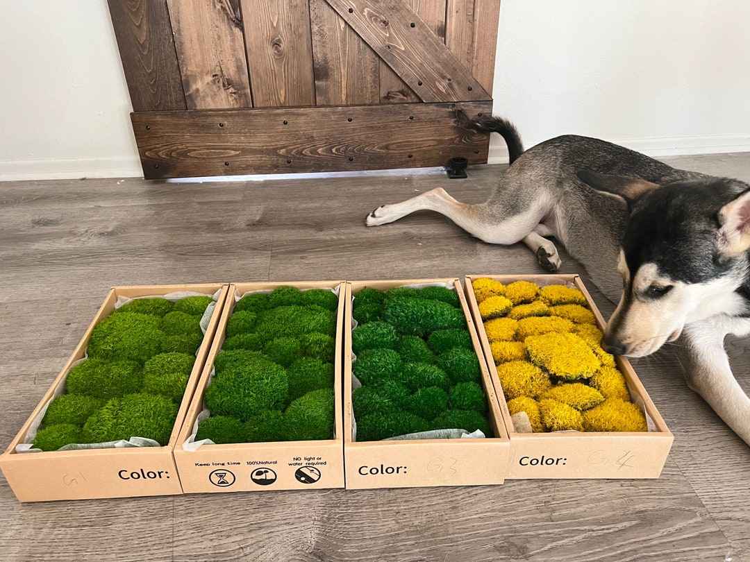 Bulk Preserved Moss Wall Art Supplies, Natural Cushion Moss,terrarium ...