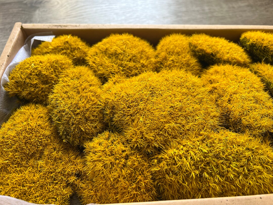 Bulk Premium Preserved Golden Yellow Cushion Moss, Moss Wall Art ...