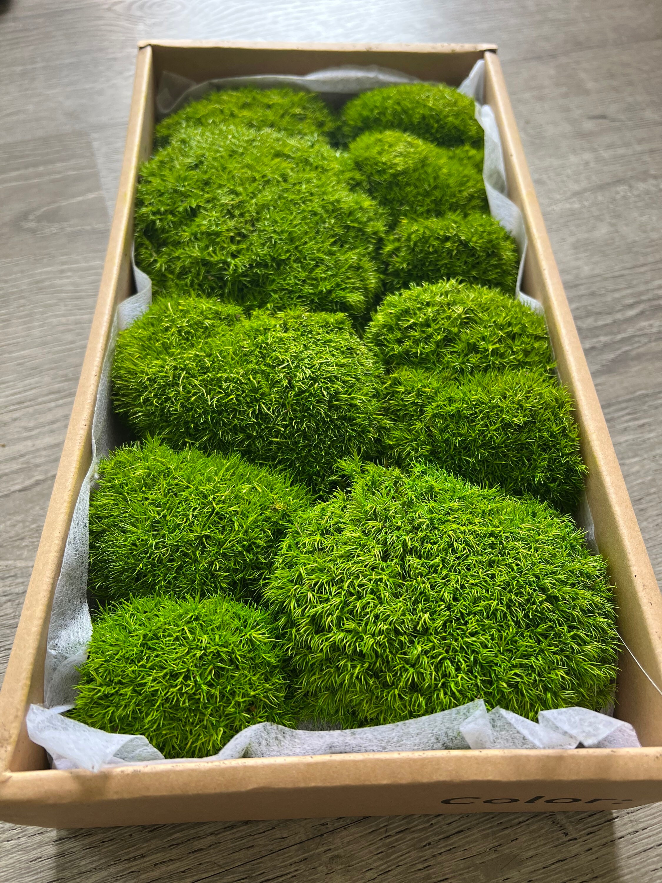 Bulk Preserved Moss Wall Art Supplies, Natural Cushion Moss,terrarium ...