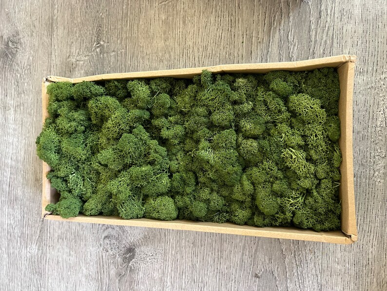Bulk Wholesale Preserved Reindeer Moss, Preserved Lichens Decor ...