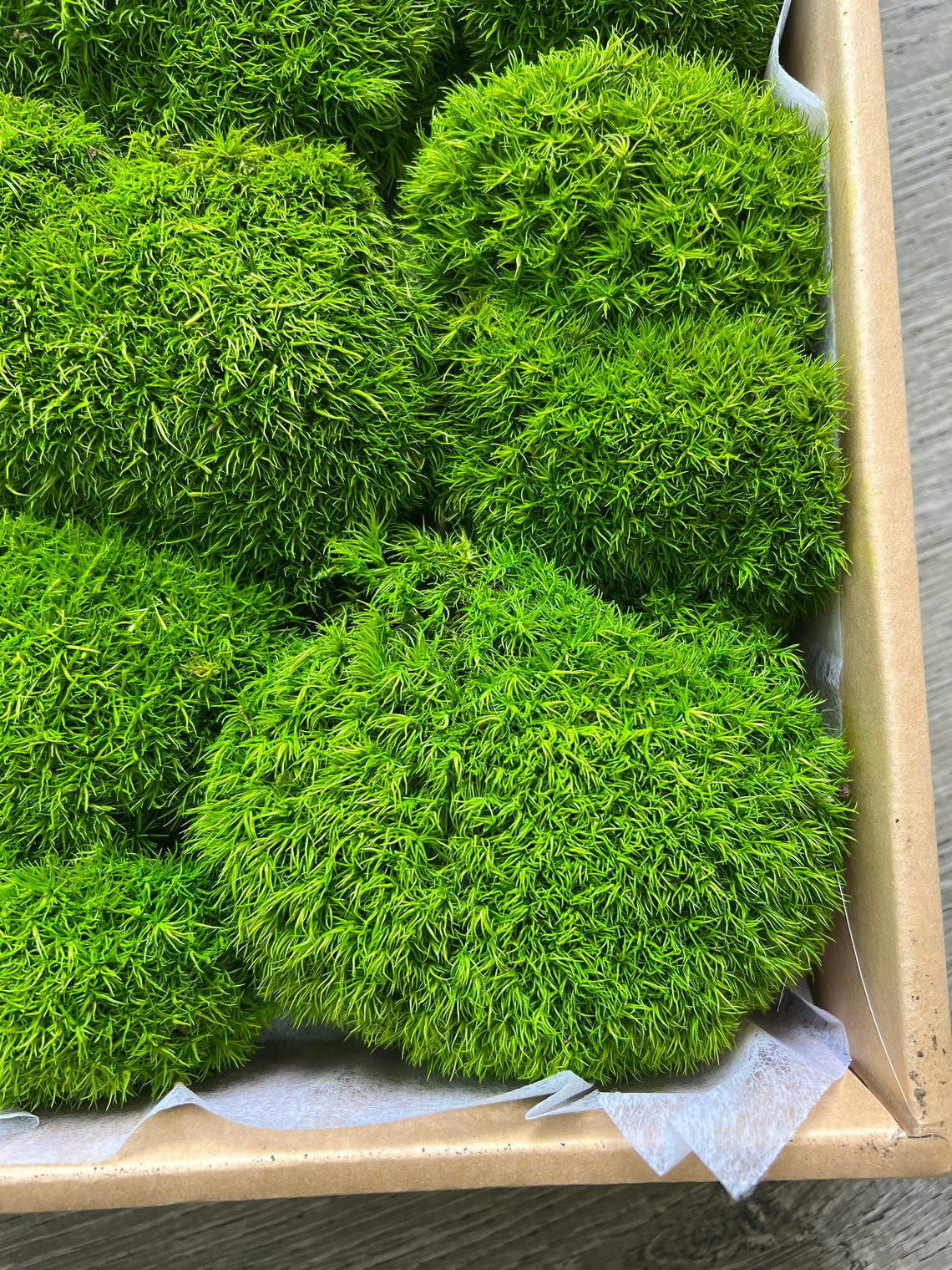 Bulk Preserved Moss Wall Art Supplies, Natural Cushion Moss,terrarium ...