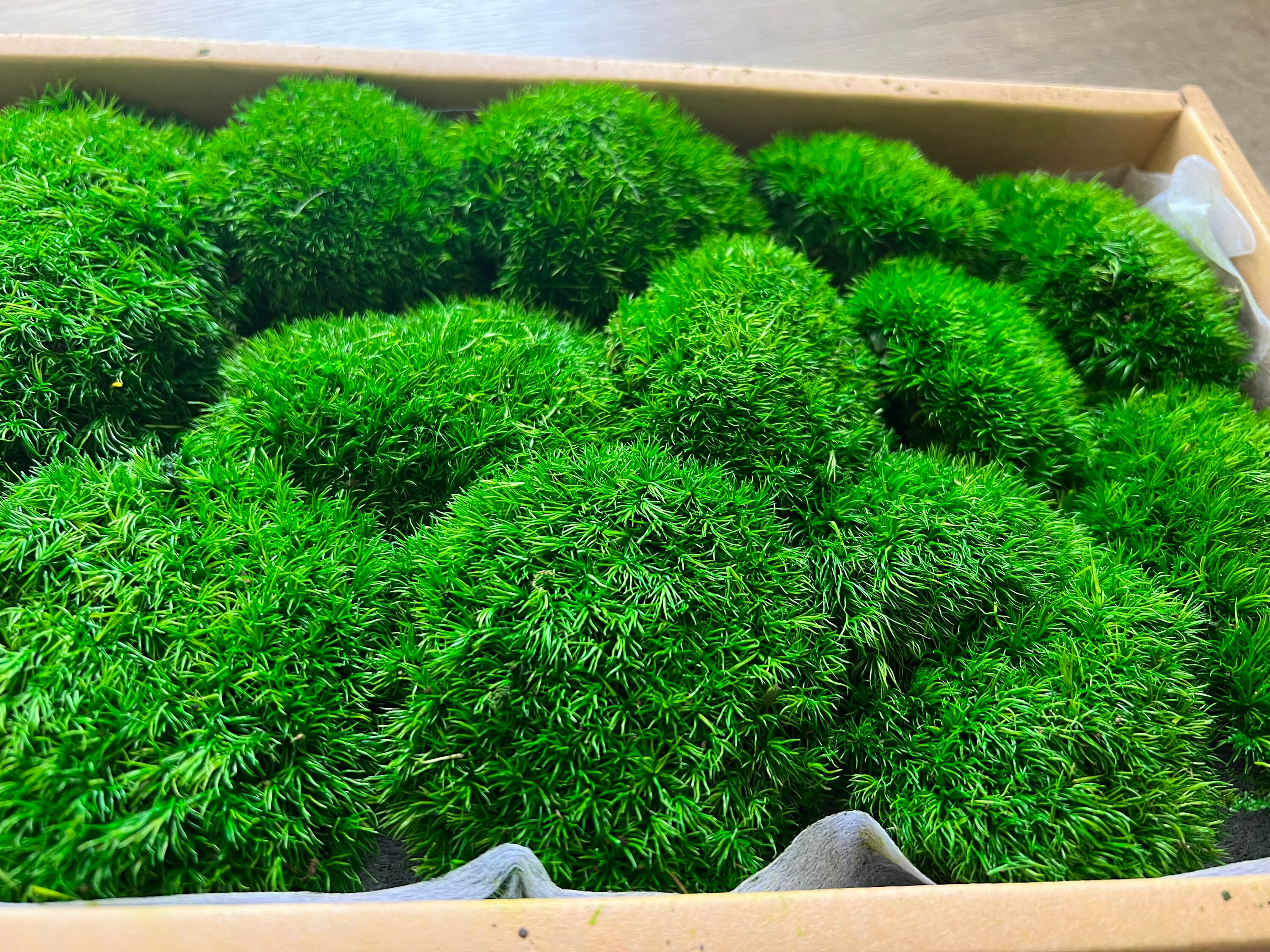 Bulk Preserved Moss Wall Art Supplies, Natural Cushion Moss,terrarium ...