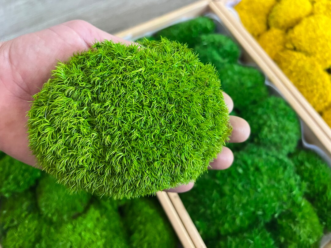 Bulk Preserved Moss Wall Art Supplies, Natural Cushion Moss,terrarium ...