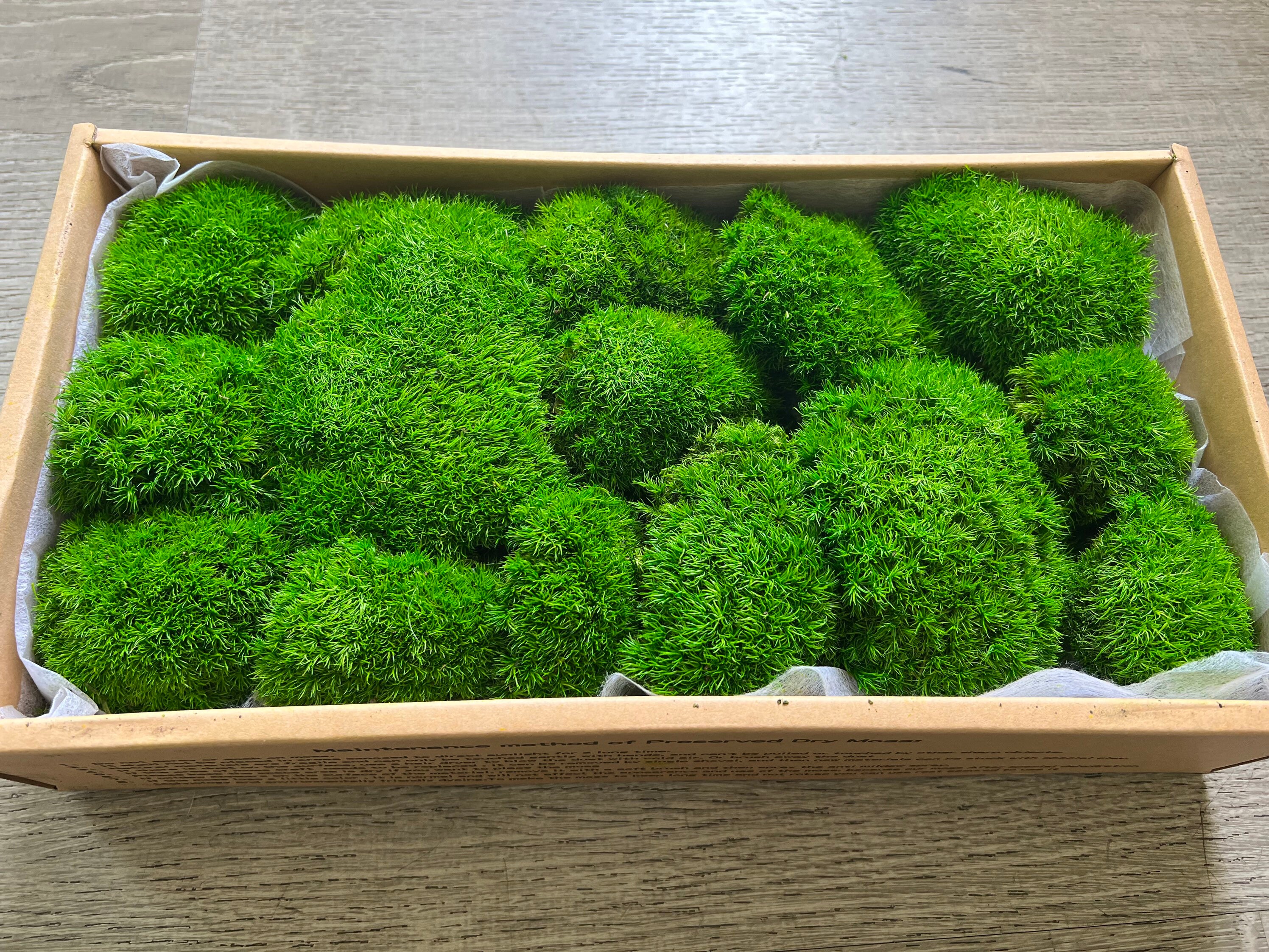 Bulk Preserved Moss Wall Art Supplies, Natural Cushion Moss,terrarium ...