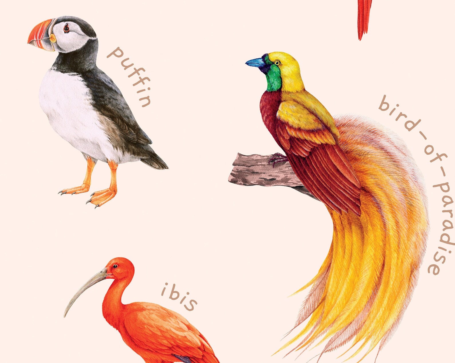 Set of 2 Birds Educational Posters Montessori Wild Exotic Animals ...