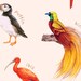 Set of 2 Birds Educational Posters Montessori Wild Exotic Animals ...