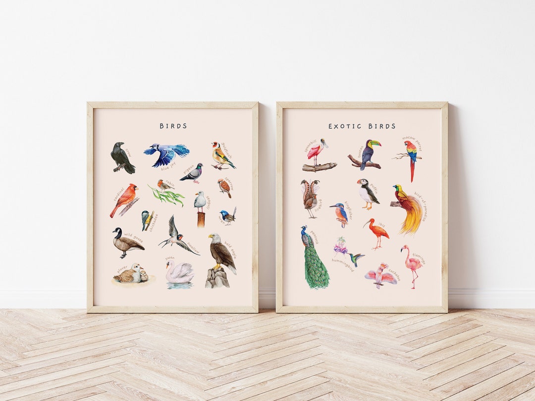 Set of 2 Birds Educational Posters | Montessori Wild Exotic Animals ...