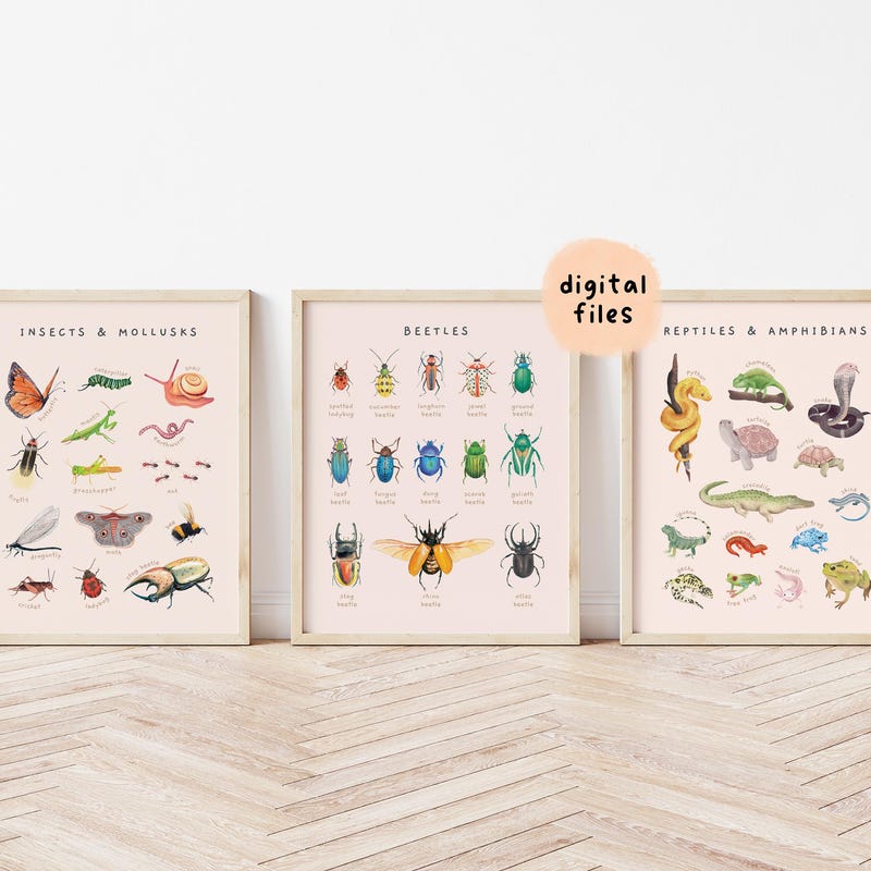 Insect Chart - Etsy