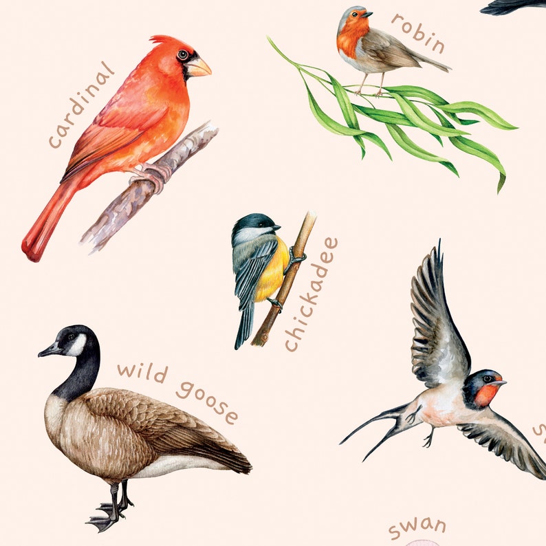 Set of 2 Birds Educational Posters | Montessori Wild Exotic Animals ...