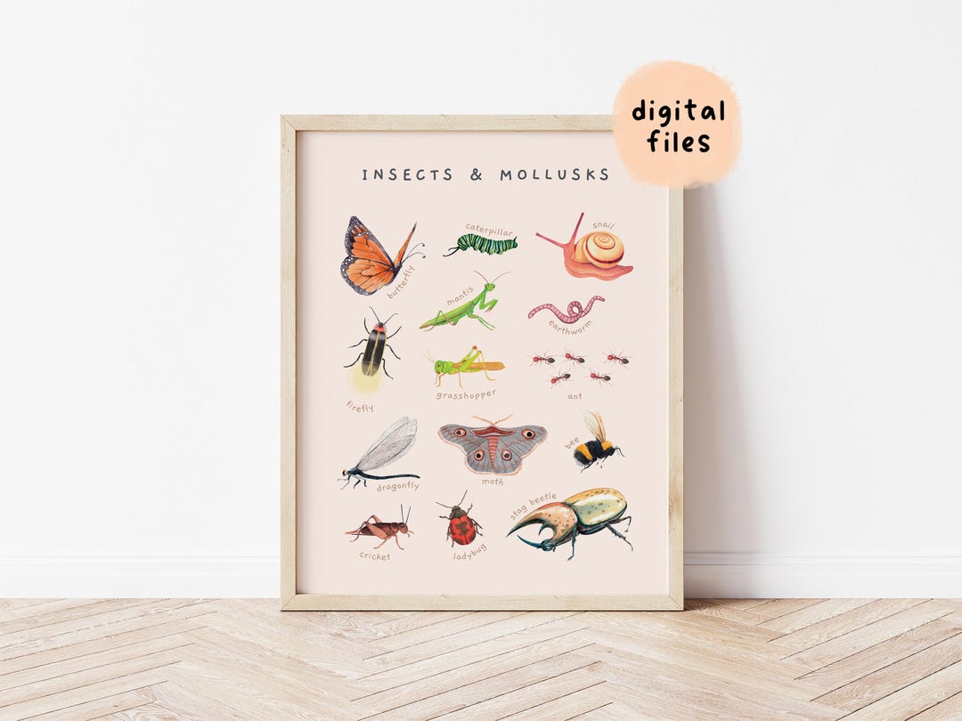 Watercolor Insects & Mollusks Print: Educational Nature Art (digital ...