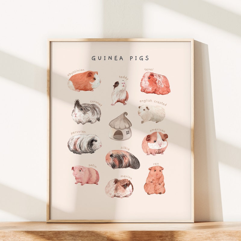 Guinea Pig - Etsy