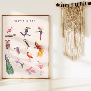 Set of 2 Birds Educational Posters | Montessori Wild Exotic Animals ...