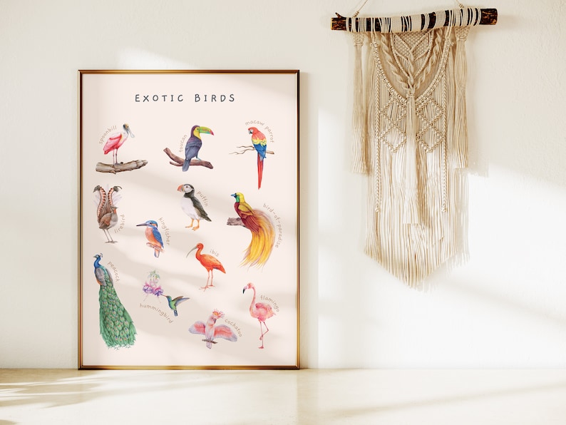 Set of 2 Birds Educational Posters Montessori Wild Exotic Animals ...