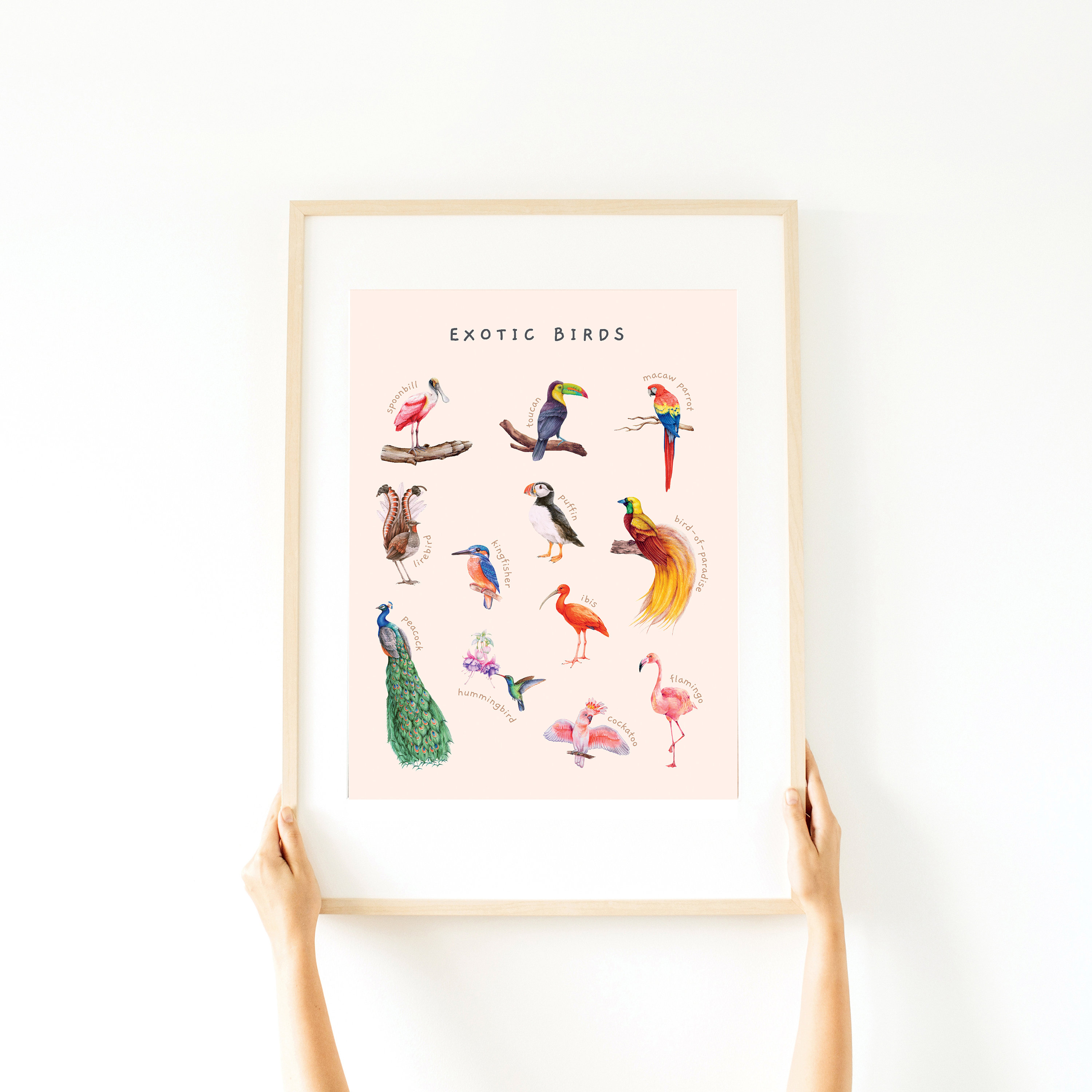 Exotic Birds Educational Poster Watercolor Illustration Wild - Etsy