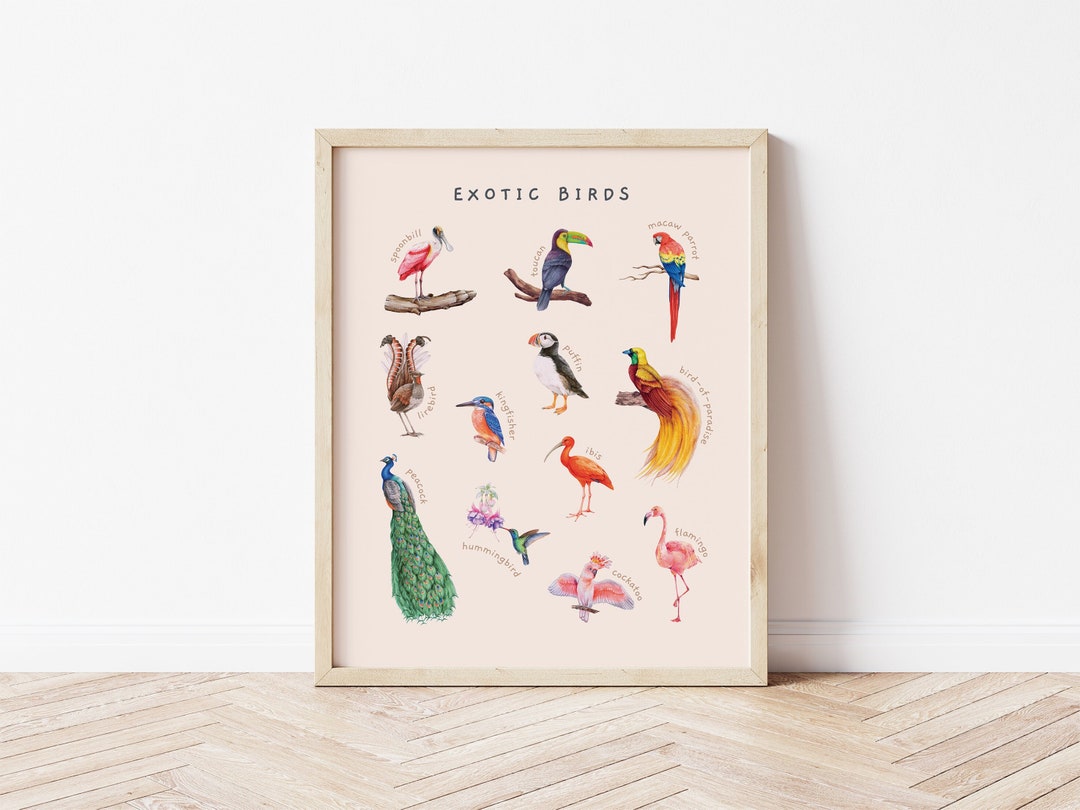 Exotic Birds Educational Poster | Watercolor Illustration Wild Animals ...