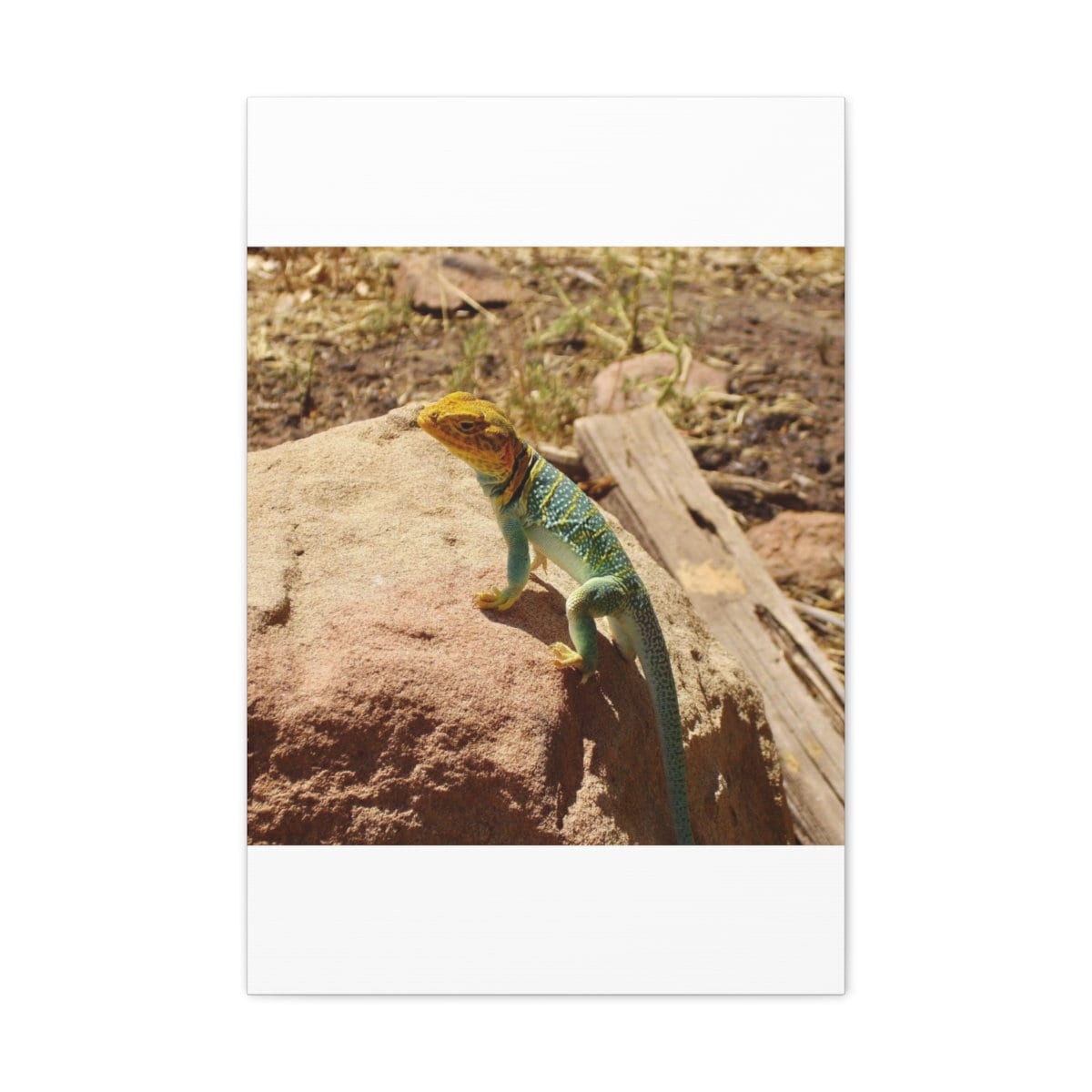 Fun Bright Lizard for Kids Rooms Canvas Gallery Wraps, Exciting Animals ...