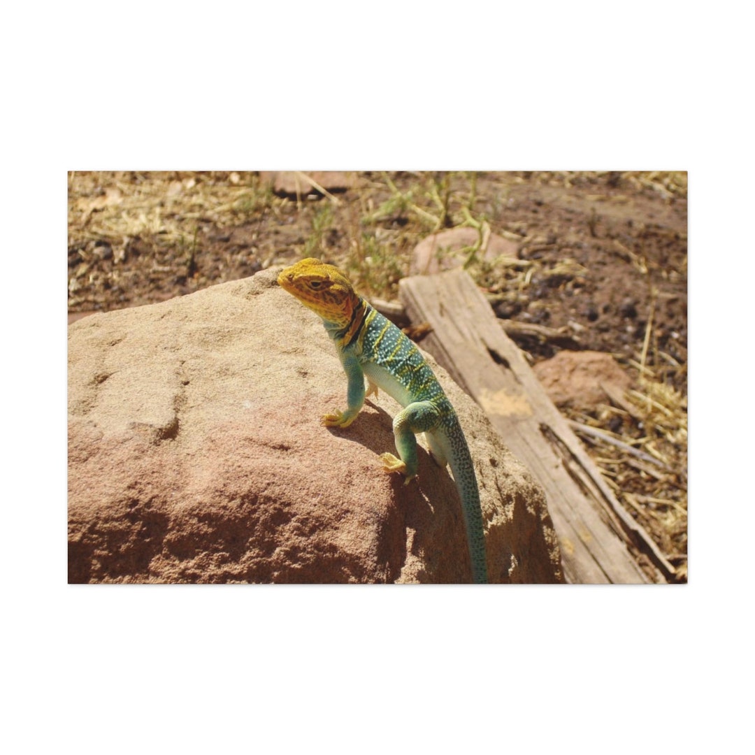 Fun Bright Lizard for Kids Rooms Canvas Gallery Wraps, Exciting Animals ...