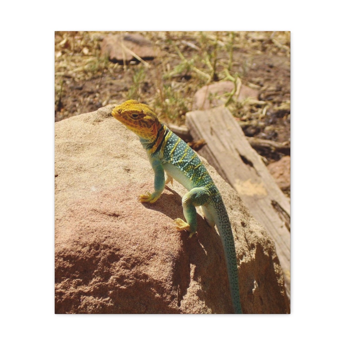 Fun Bright Lizard for Kids Rooms Canvas Gallery Wraps, Exciting Animals ...