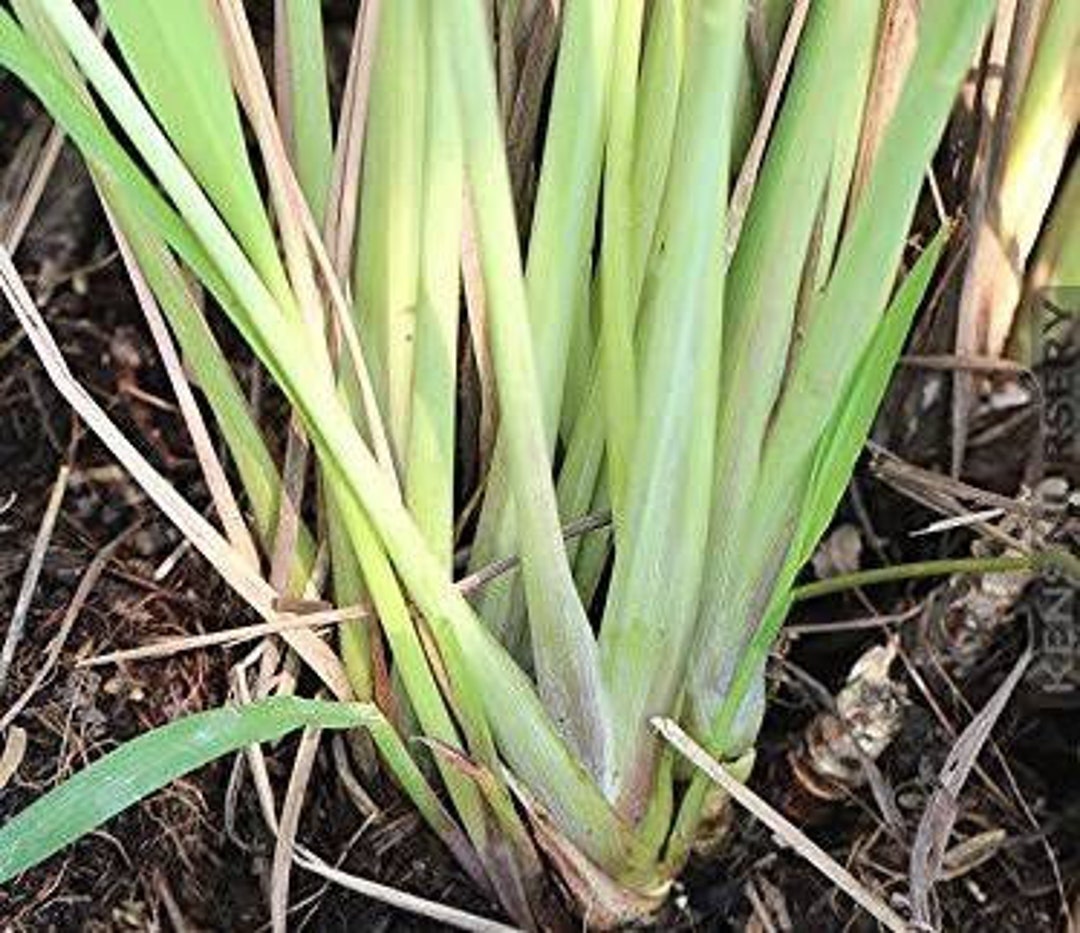 ISIQUNGA | HYPERRHENIA | African Cleansing Grass - Etsy