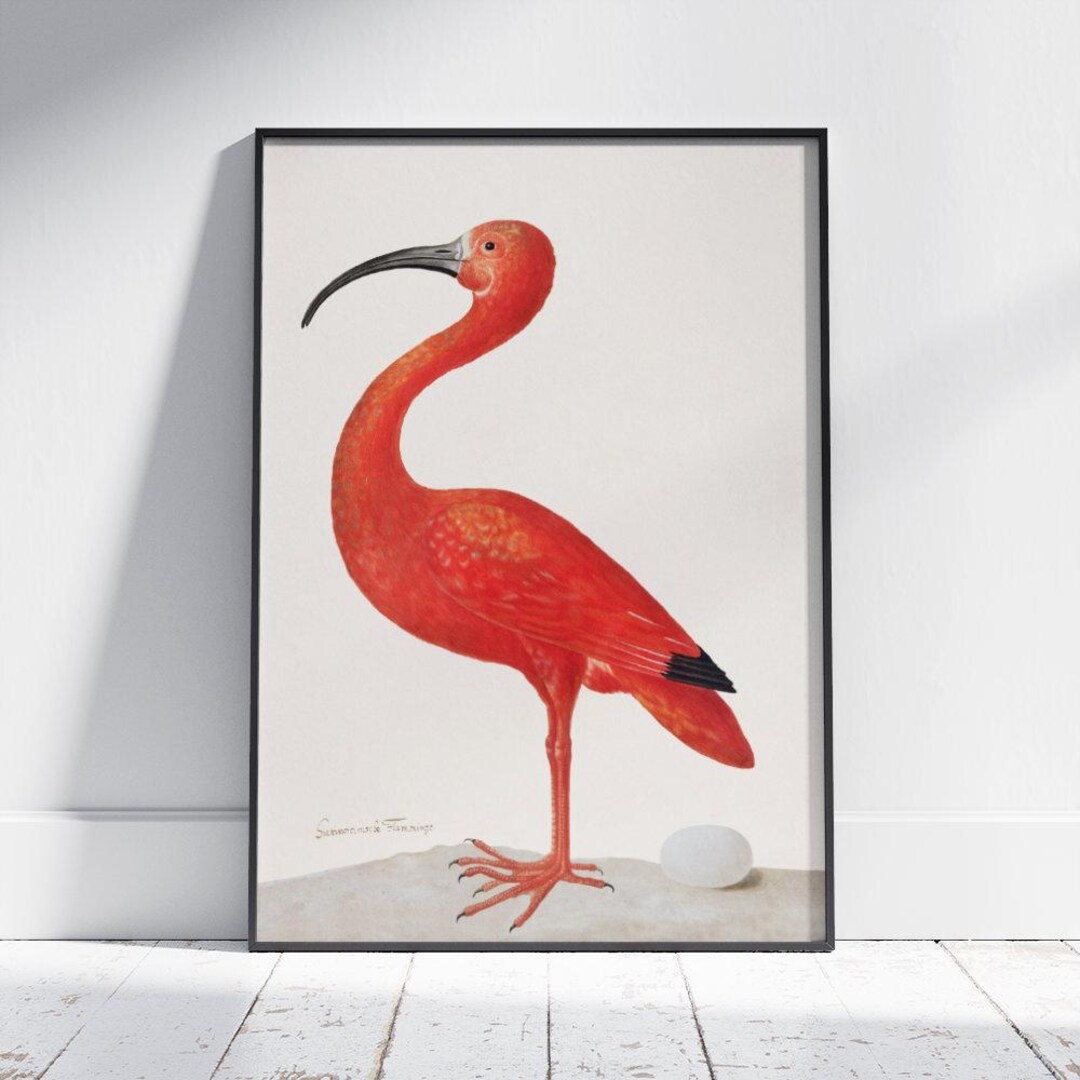 Ibis, Art Print, Digital Download - Etsy