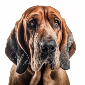 Bloodhound Clipart, 12 High Quality Jpgs, Animal Jpg, Dog Clipart ...