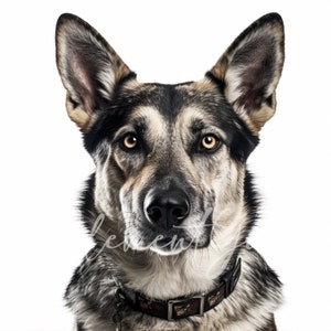 Shepsky Dog Clipart, 12 High Quality Jpgs, Dog Clipart, Digital Paper ...
