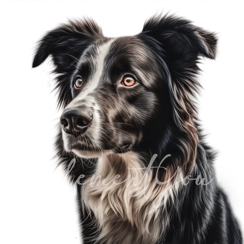 Border Collie Clipart 12 High Quality Jpgs Dog Clipart - Etsy