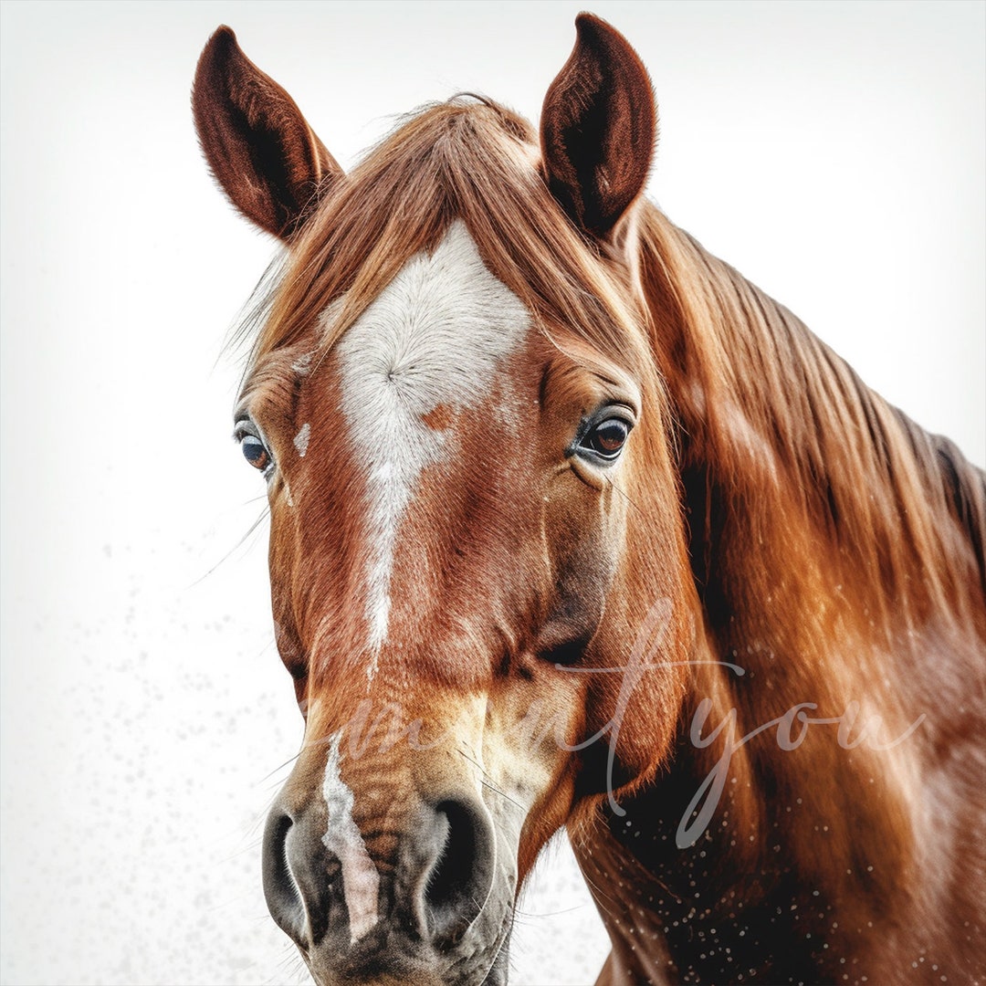 Horse Face Clipart, Horse Jpg, Horse Head Jpg, Jpg Bundle, Western Jpg ...