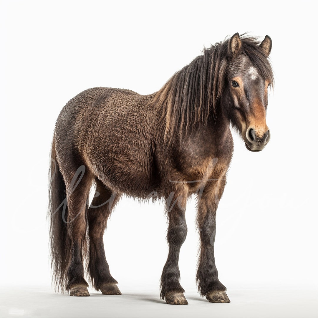 Exmoor Pony Clipart, 12 High Quality Jpgs, Animal Jpg, Horse Clipart ...