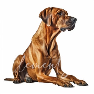 Rhodesian Ridgeback Clipart, 12 High Quality Jpgs, Dog Clipart, Digital ...