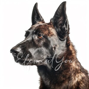 Dutch Shepherd Clipart, 12 High Quality Jpgs, Animal Jpg, Dog Clipart ...