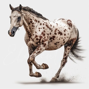 Appaloosa Clipart, 12 High Quality Jpgs, Animal Jpg, Horse Clipart ...