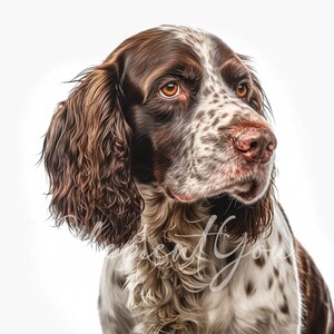 Springer Spaniel Clipart, 12 High Quality Jpgs, Dog Clipart, Digital ...