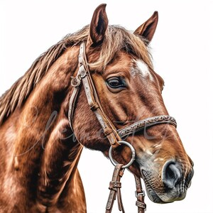 Colorado Ranger Clipart, 12 High Quality Jpgs, Animal Jpg, Horse ...