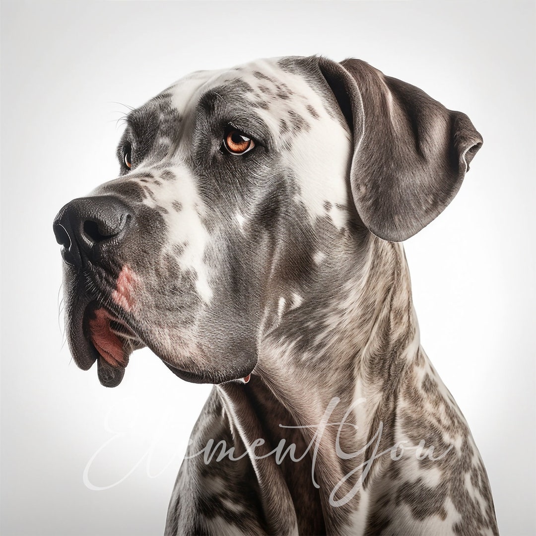Great Dane Clipart, 12 High Quality Jpgs, Dog Clipart, Digital Paper ...