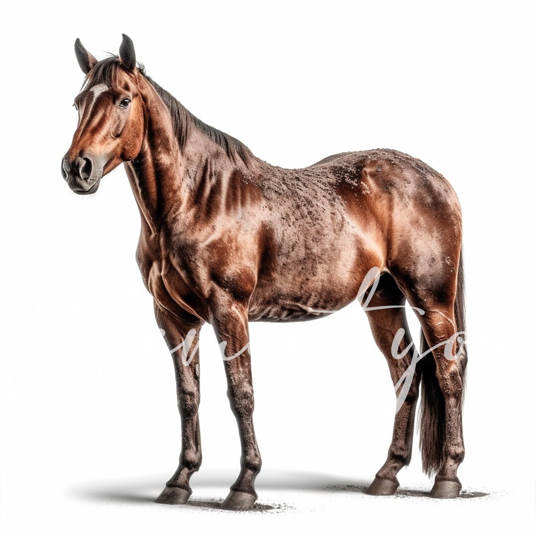 Morab Clipart, 12 High Quality Jpgs, Animal Jpg, Horse Clipart, Digital ...