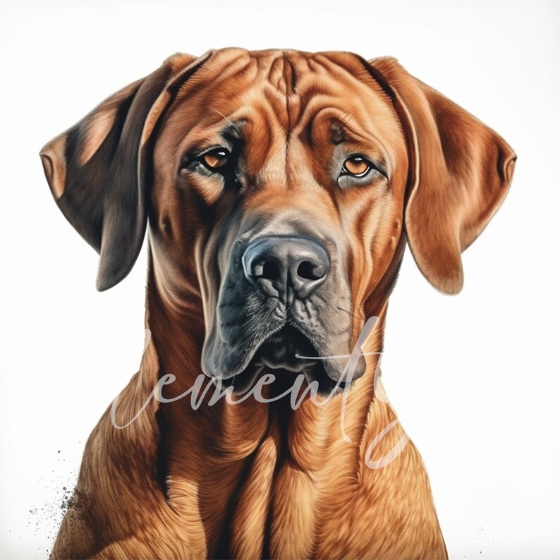 Rhodesian Ridgeback Clipart, 12 High Quality Jpgs, Dog Clipart, Digital ...